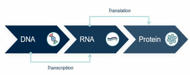 Spotlight on mRNA - What is mRNA and what can it be used for? - Bristows